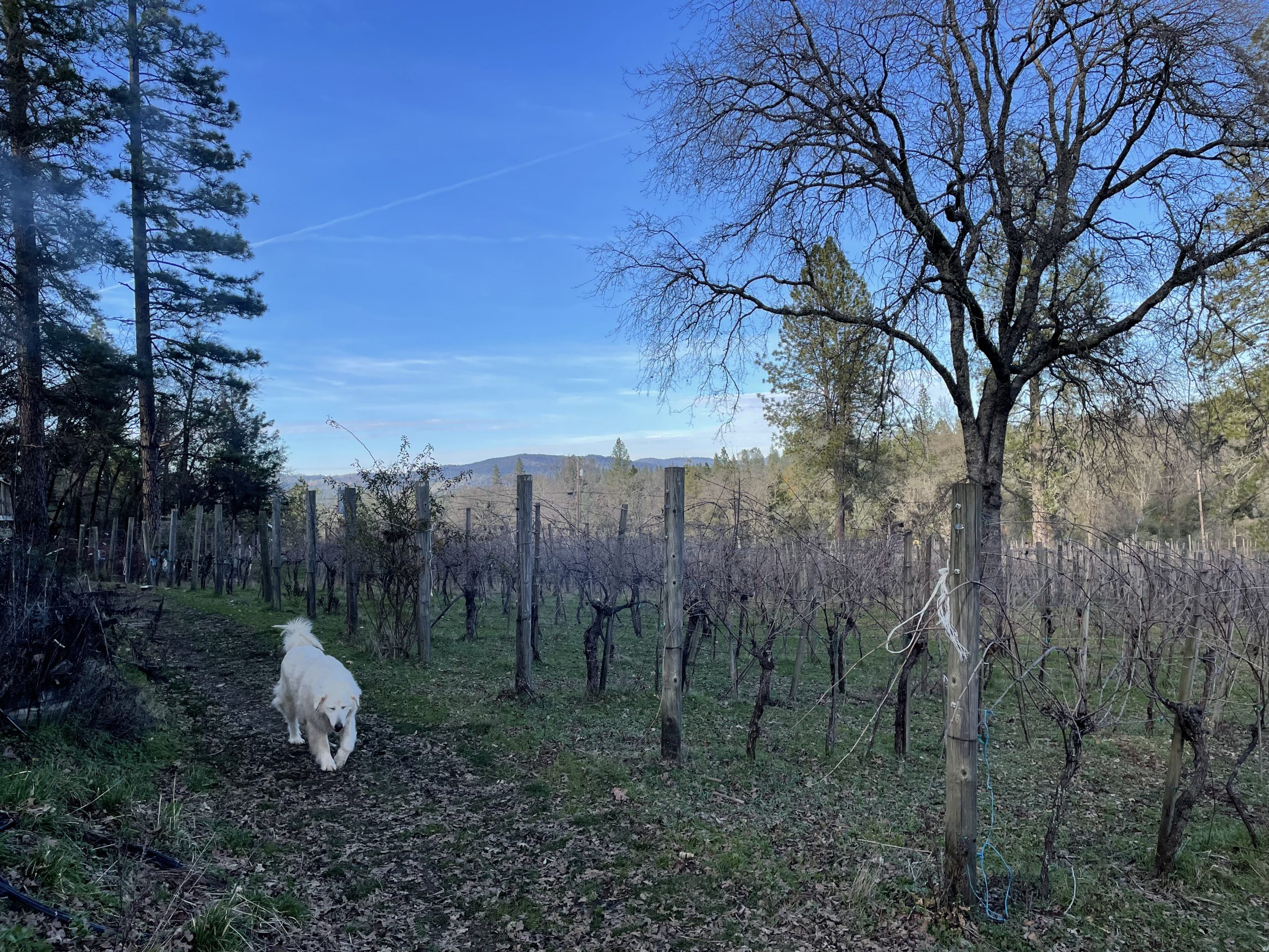 Oh Wow! Wine - Myles Trapp